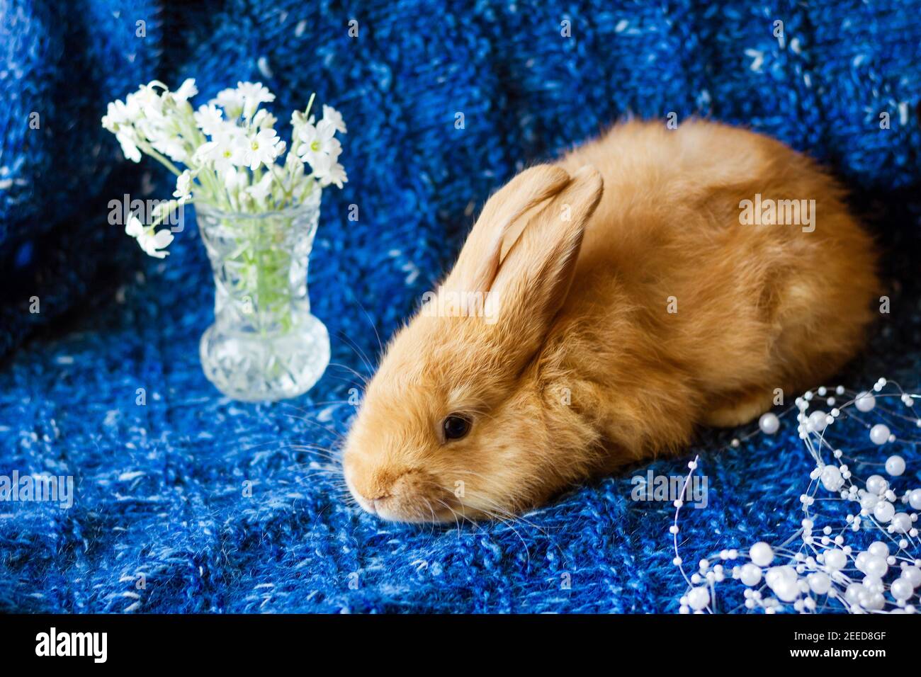 Cute fluffy ginger rabbit on a blue knitted background with a bouquet ...