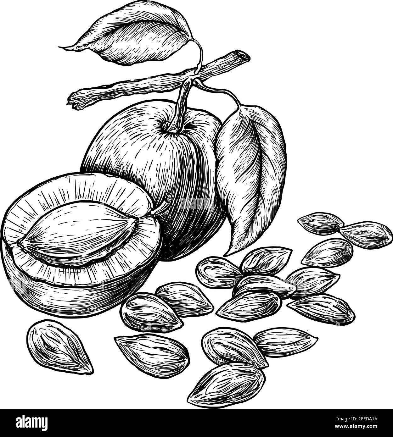 Drawings of apricot fruit and kernels. Hand drawn on white background ...