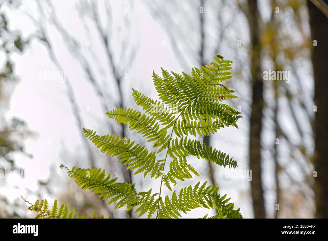 Megaphyll leaves hi-res stock photography and images - Alamy