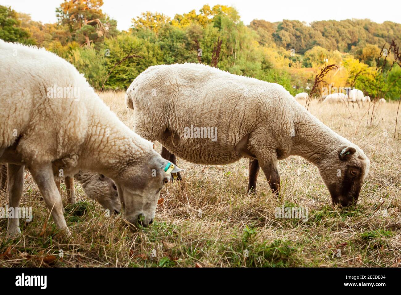 White sheep in a field, Kent Stock Photo - Alamy