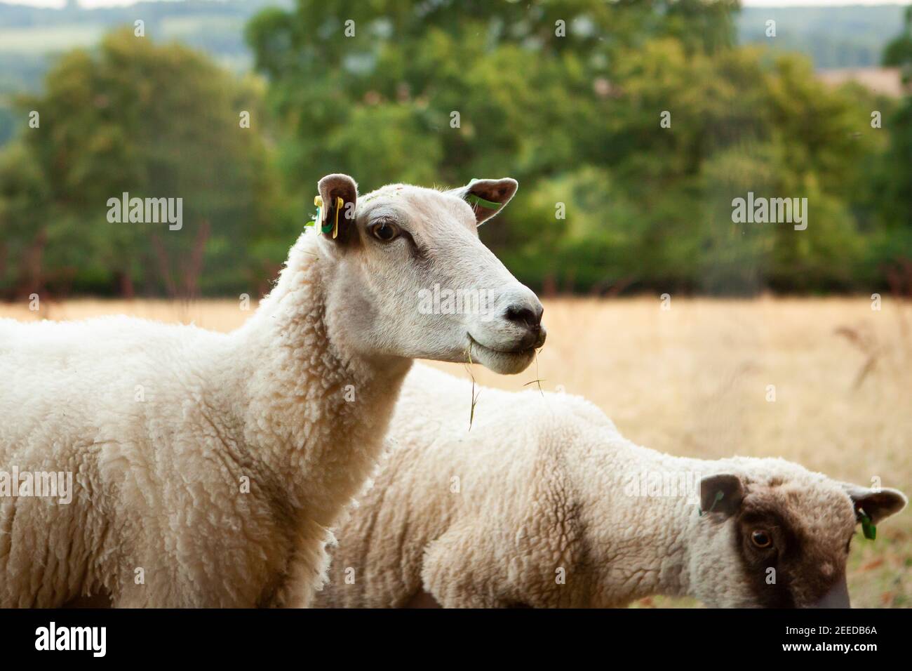 Sheep in field with dry grass hi-res stock photography and images - Alamy