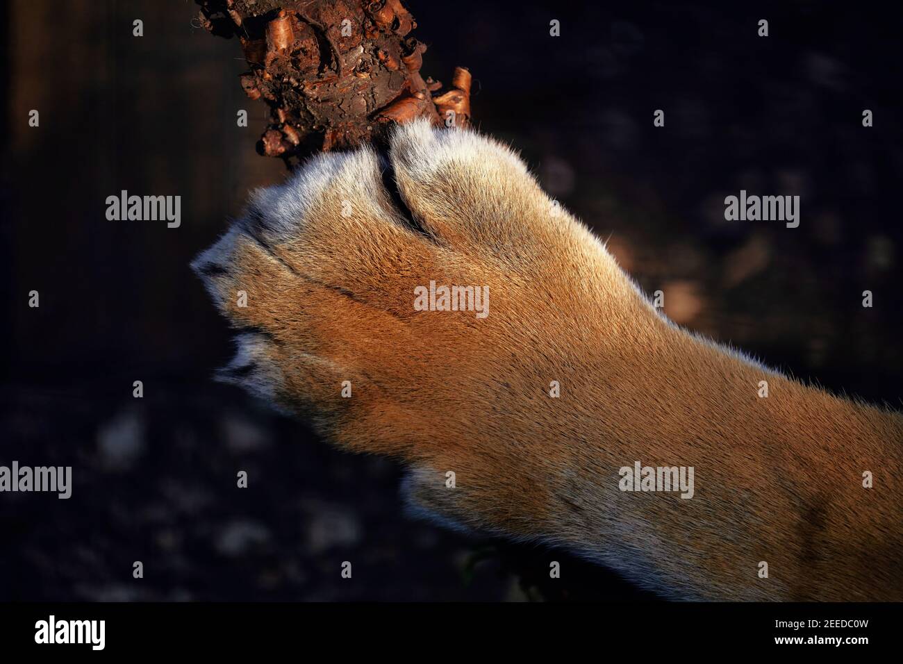 Tiger paw close-up. Big cat paws Stock Photo - Alamy