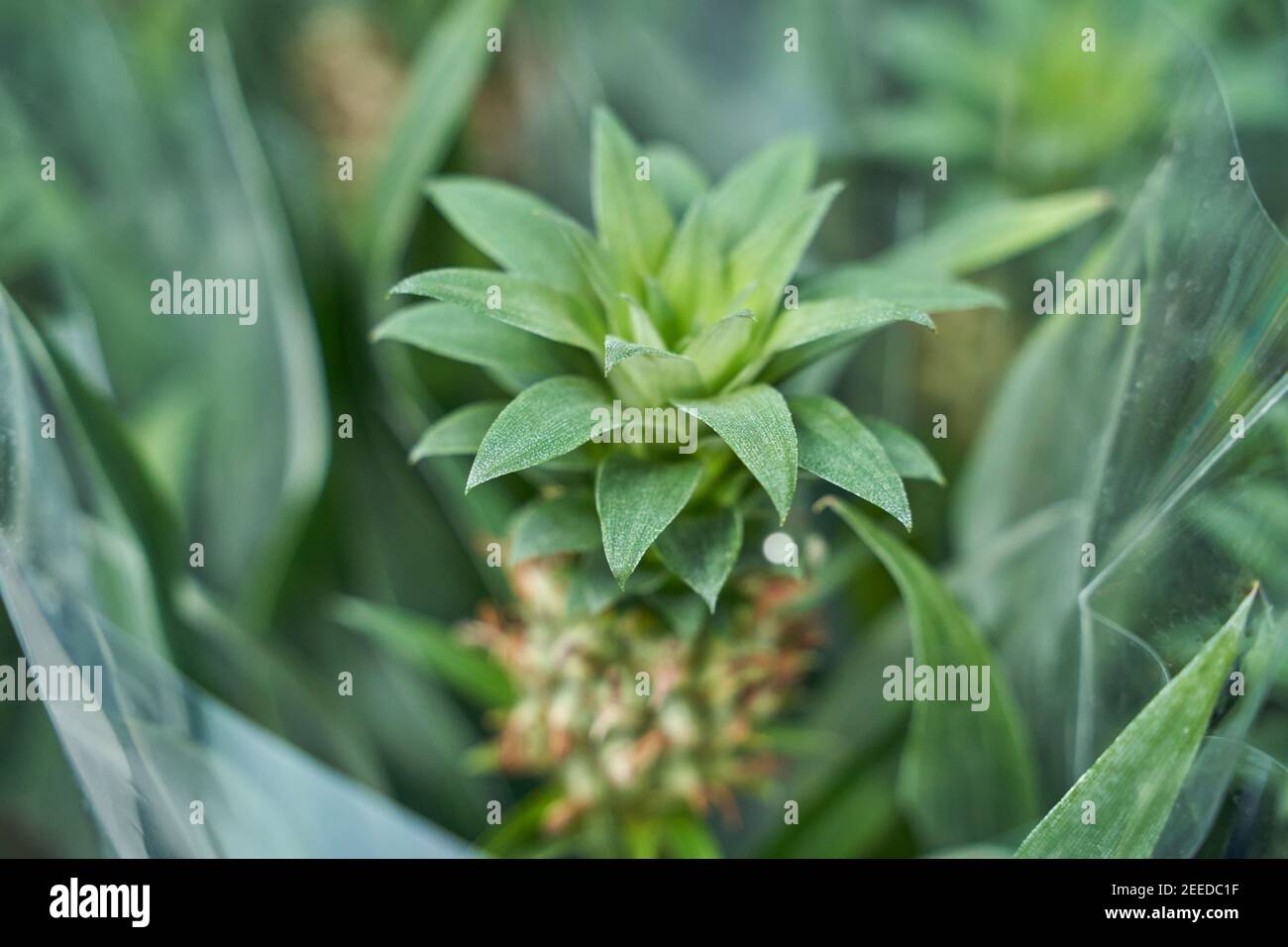 Home pineapple. Mini grow queensland plant. Tree farm field. Nature ...