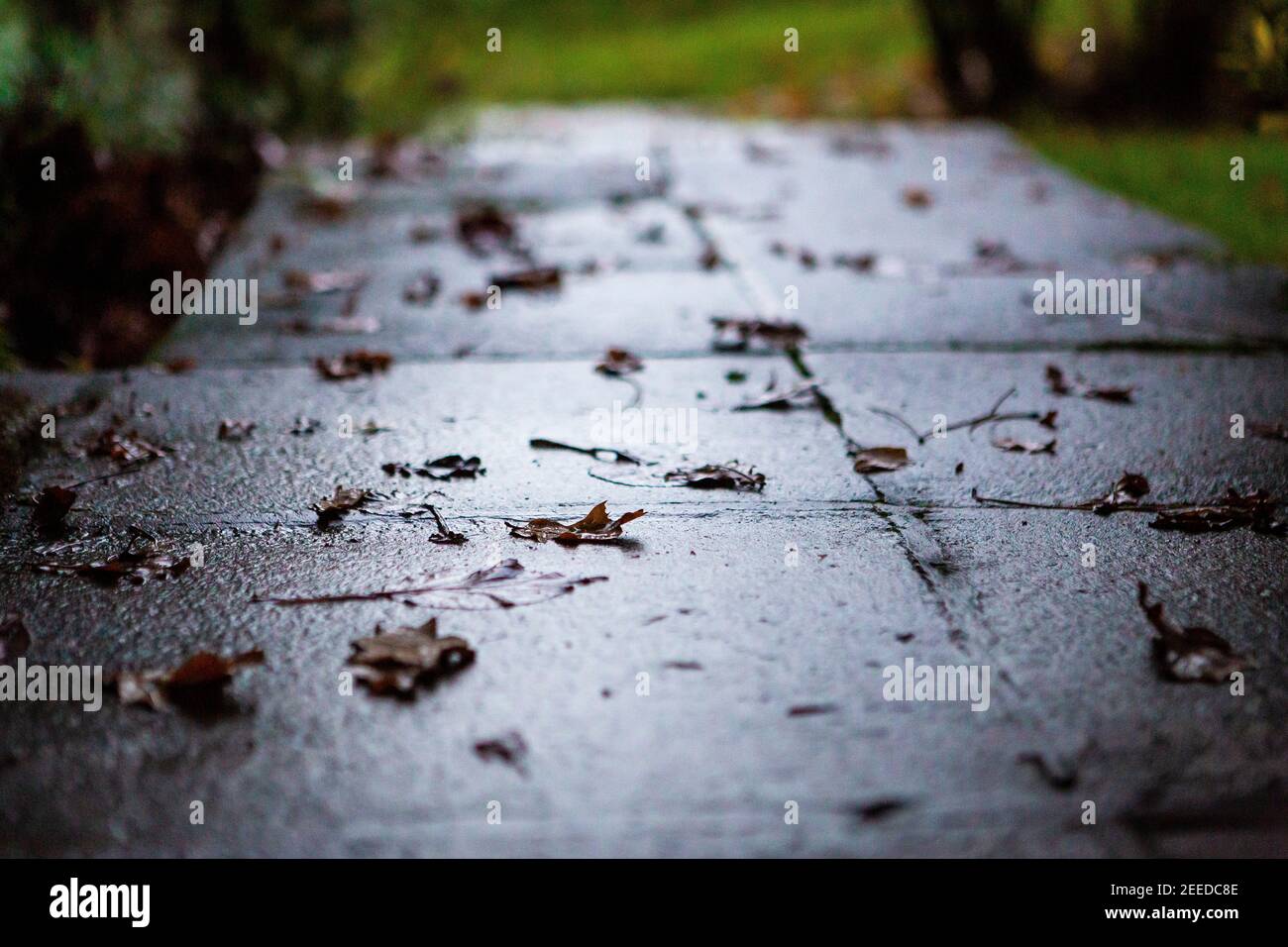 Wet garden hi-res stock photography and images - Alamy