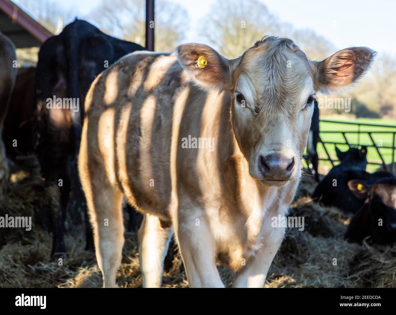 Light brown young cow in a cow barn at springtime at a farm in Kent ...