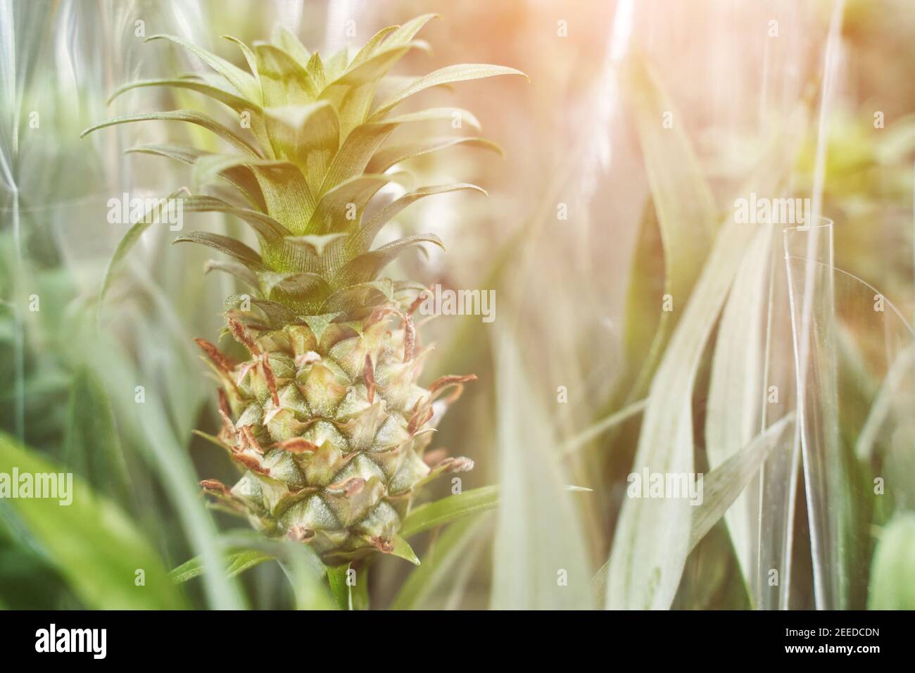 Home pineapple. Mini grow queensland plant. Tree farm field. Nature ...