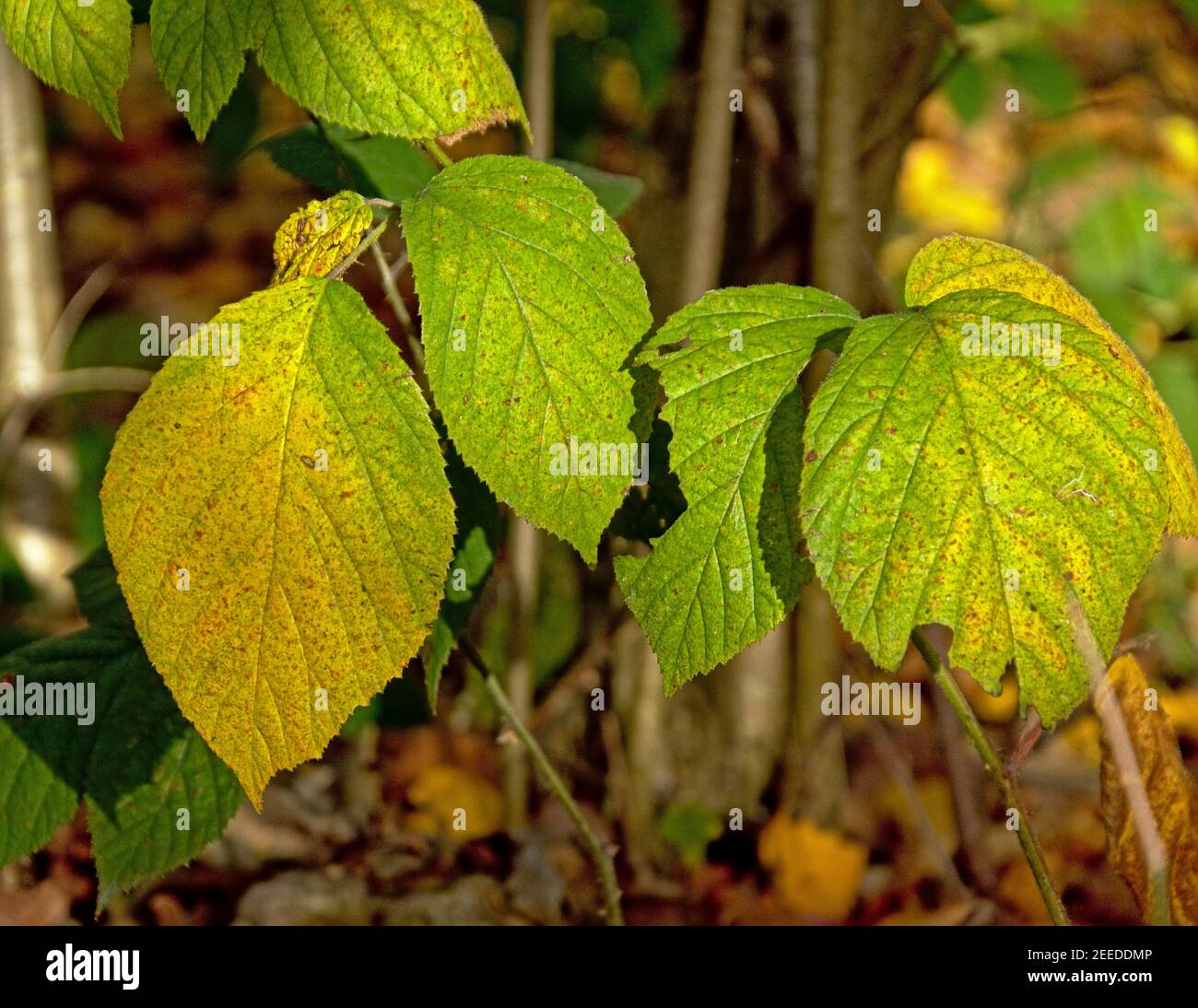 Wayfarer tree hi-res stock photography and images - Alamy