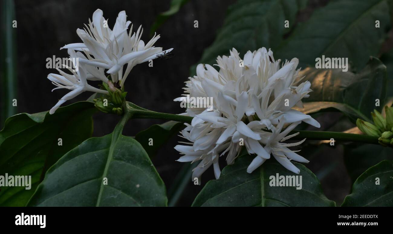 Robusta coffee blossom on tree plant with green leaf with black color ...