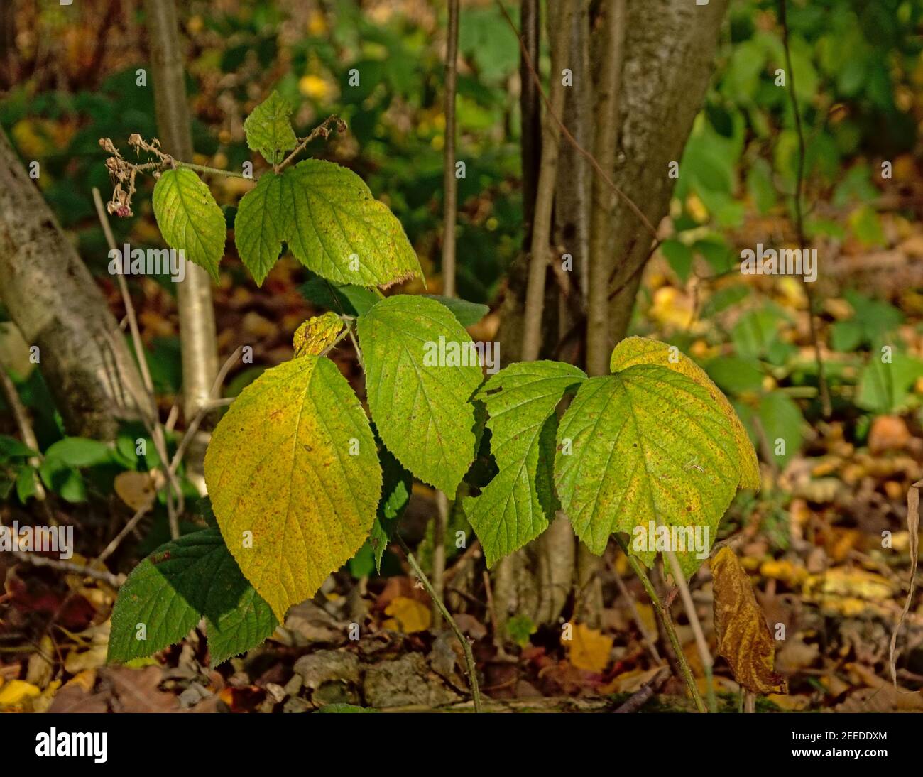 Autumn leafs of a wayfarer tree- Viburnum lantana Stock Photo - Alamy