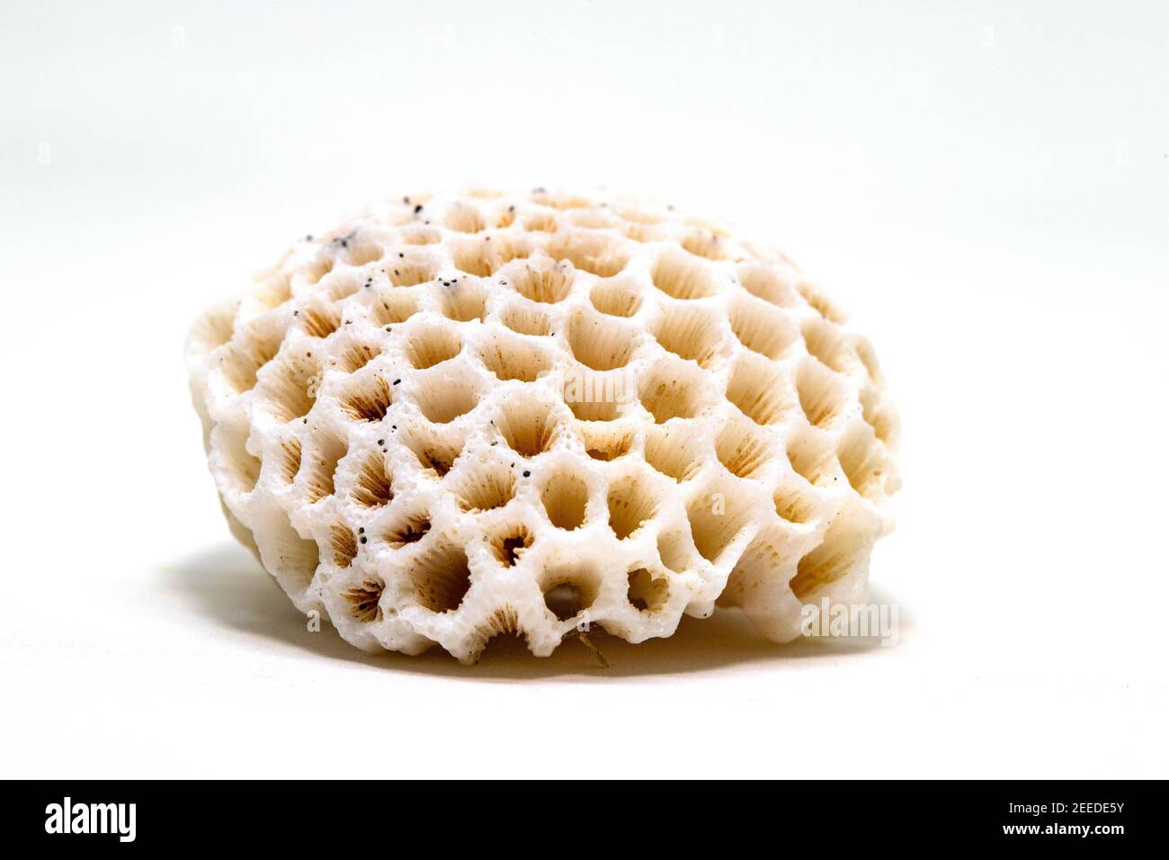 White coral texture closeup on white background. Marine animal fossil ...
