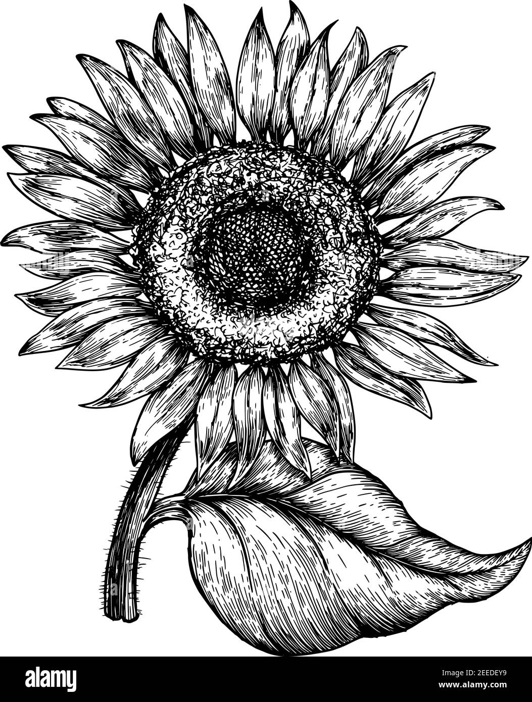 Sunflower vintage engraved illustration. Sunflower isolated . Vector ...