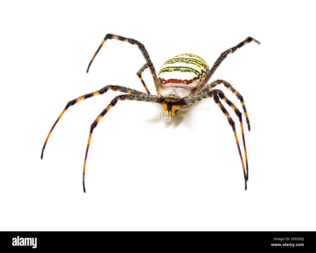 Yellow black spider on white background. Tropical insect crab spider ...