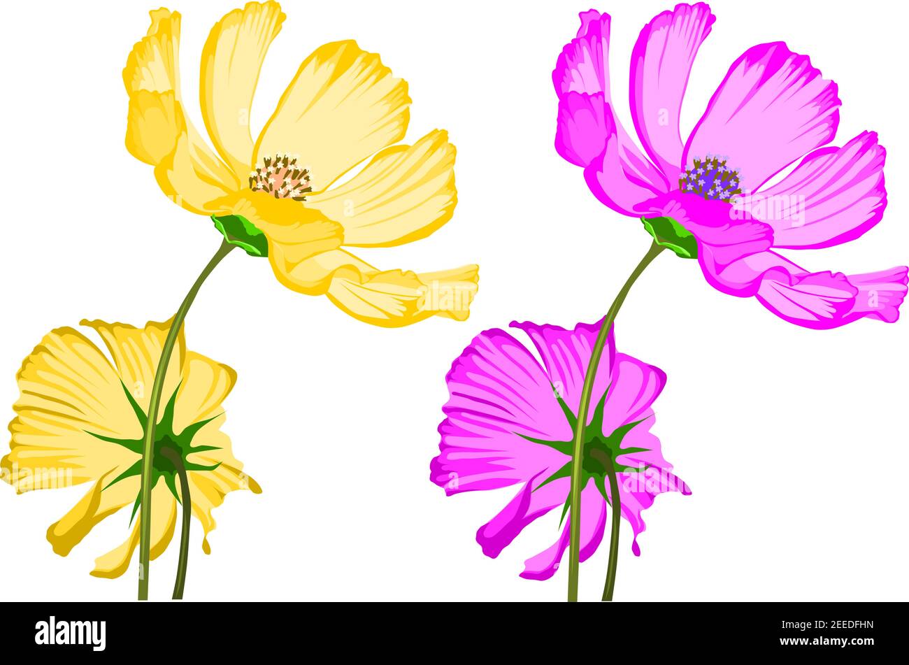 Vector of Cosmos flowers against white background Stock Vector Image ...