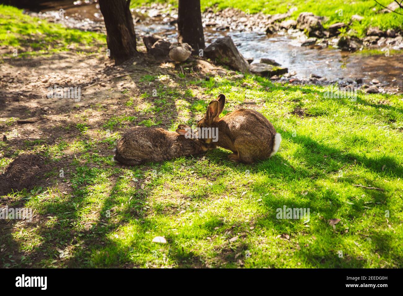 Cute wild bunny rabbits in zoo, Margaret Island, Budapest, Hungary ...