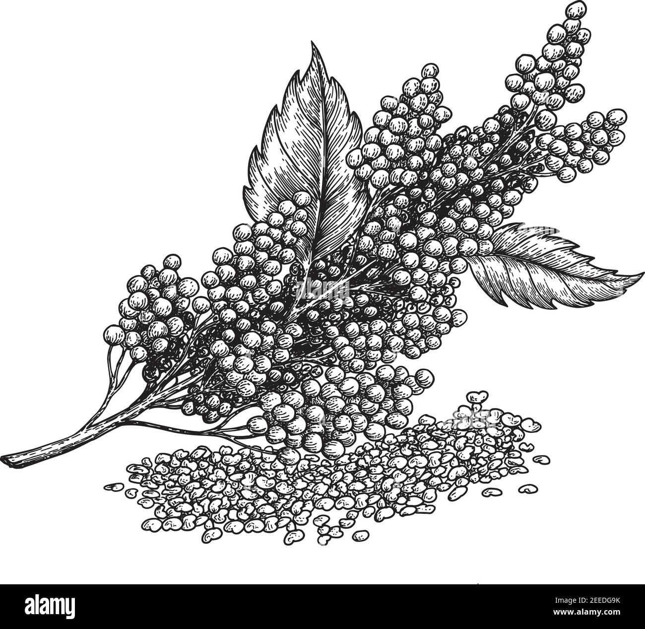 Quinoa plant and quinoa seeds. Super food. Vector hand drawn ...