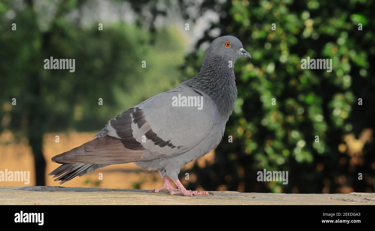 closeup side view of A feral pigeon sitting on a rock facing outward ...