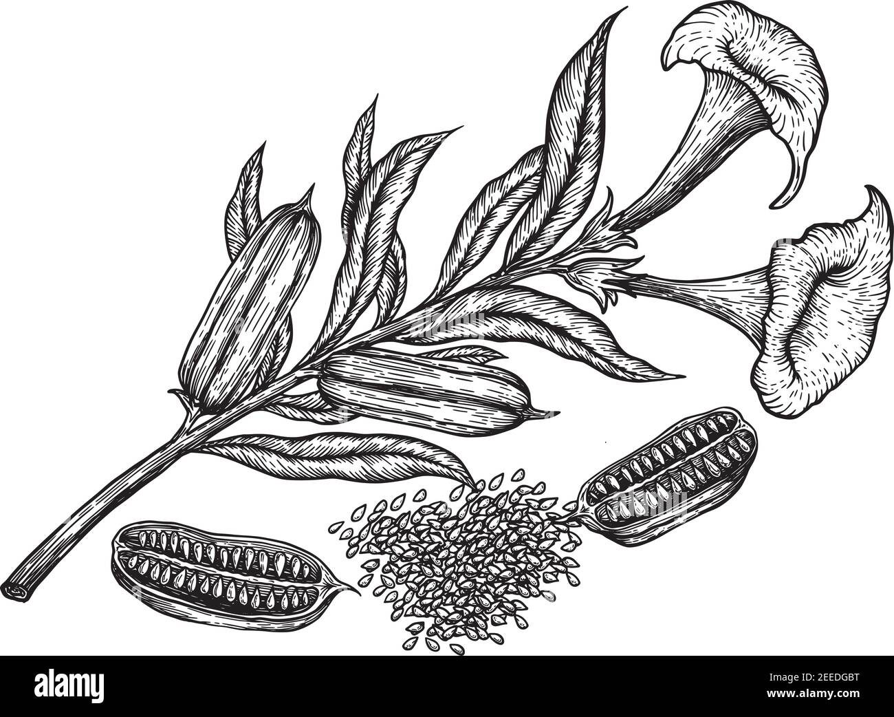 Sesame seed, fruit, flower. Hand drawn sketches vector illustration on ...