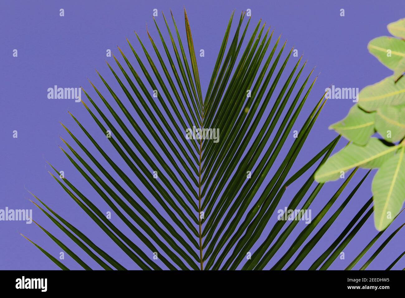 Coconut tree leaves texture hi-res stock photography and images - Alamy