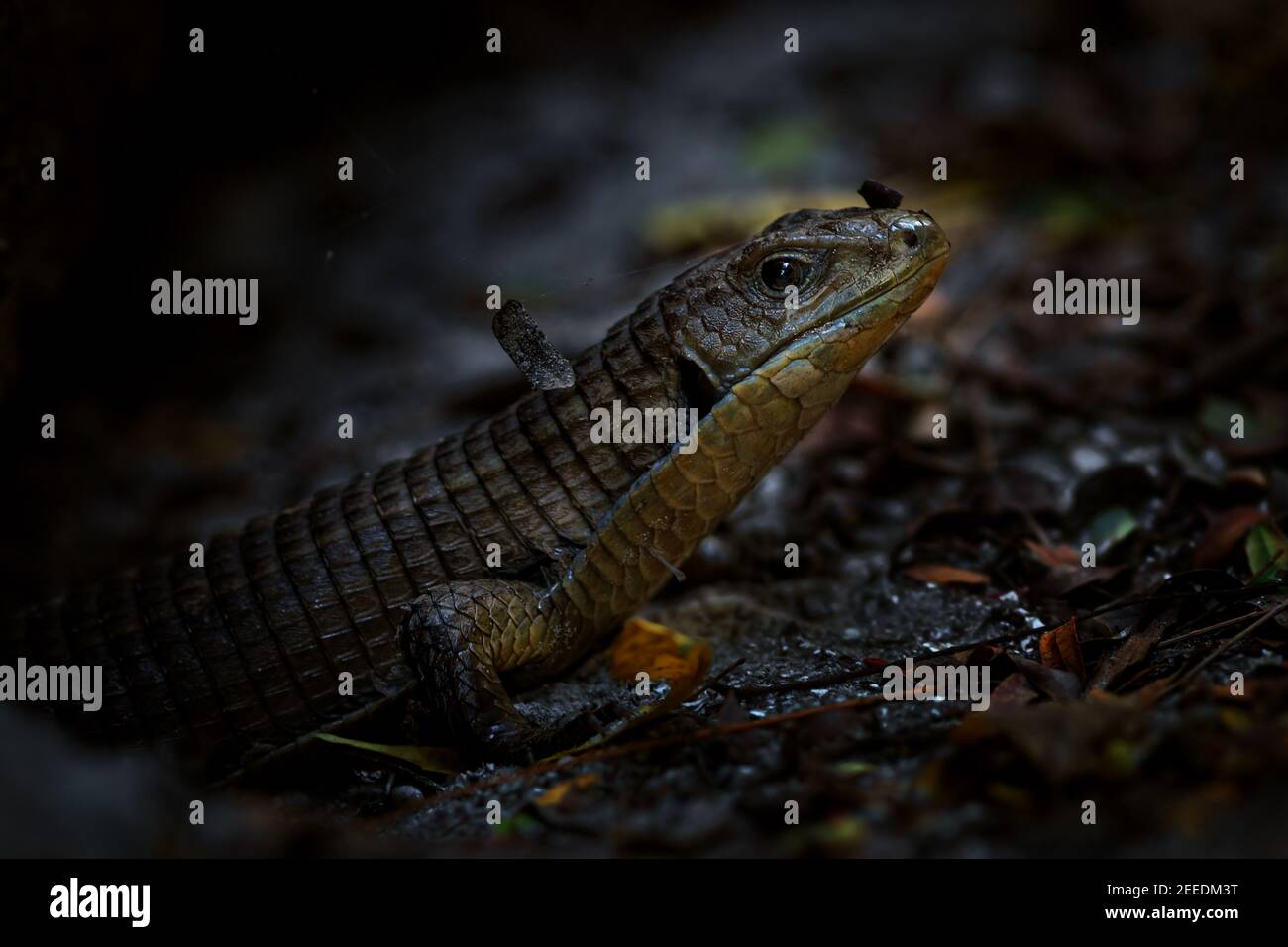 African plated lizard hi-res stock photography and images - Alamy