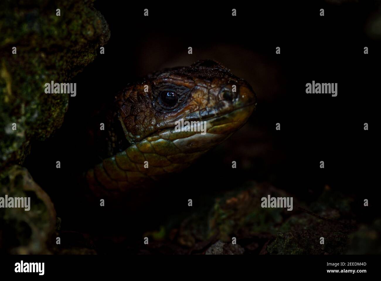 Broadleysaurus major hi-res stock photography and images - Alamy