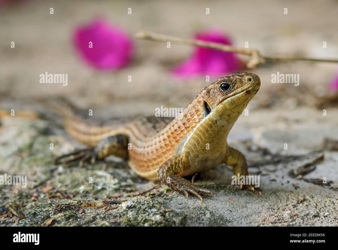The Sudan plated lizard - Broadleysaurus major, large shy lizard from ...