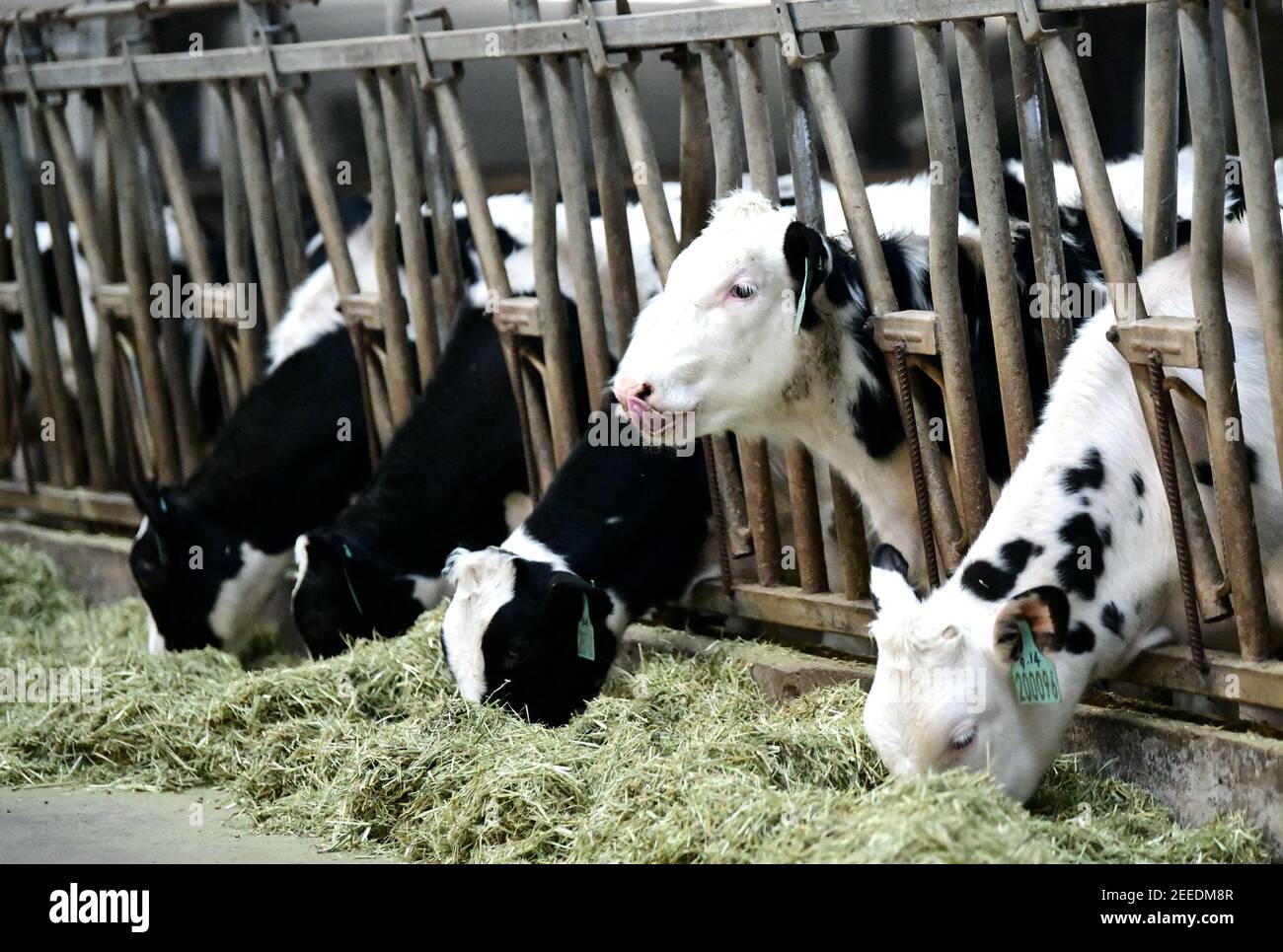 HAI'AN, CHINA - FEBRUARY 16, 2021 - Cows are seen in a cowshed at a ...