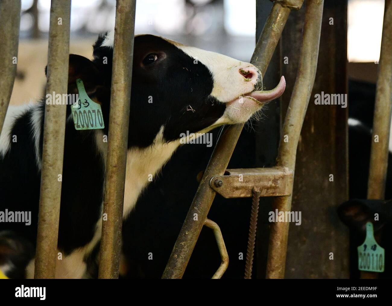 HAI'AN, CHINA - FEBRUARY 16, 2021 - Cows are seen in a cowshed at a ...