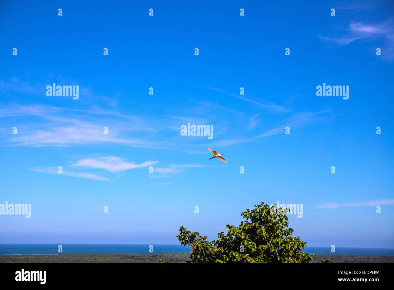Seagull in blue sky with sea landscape. Seaside view with tropical ...