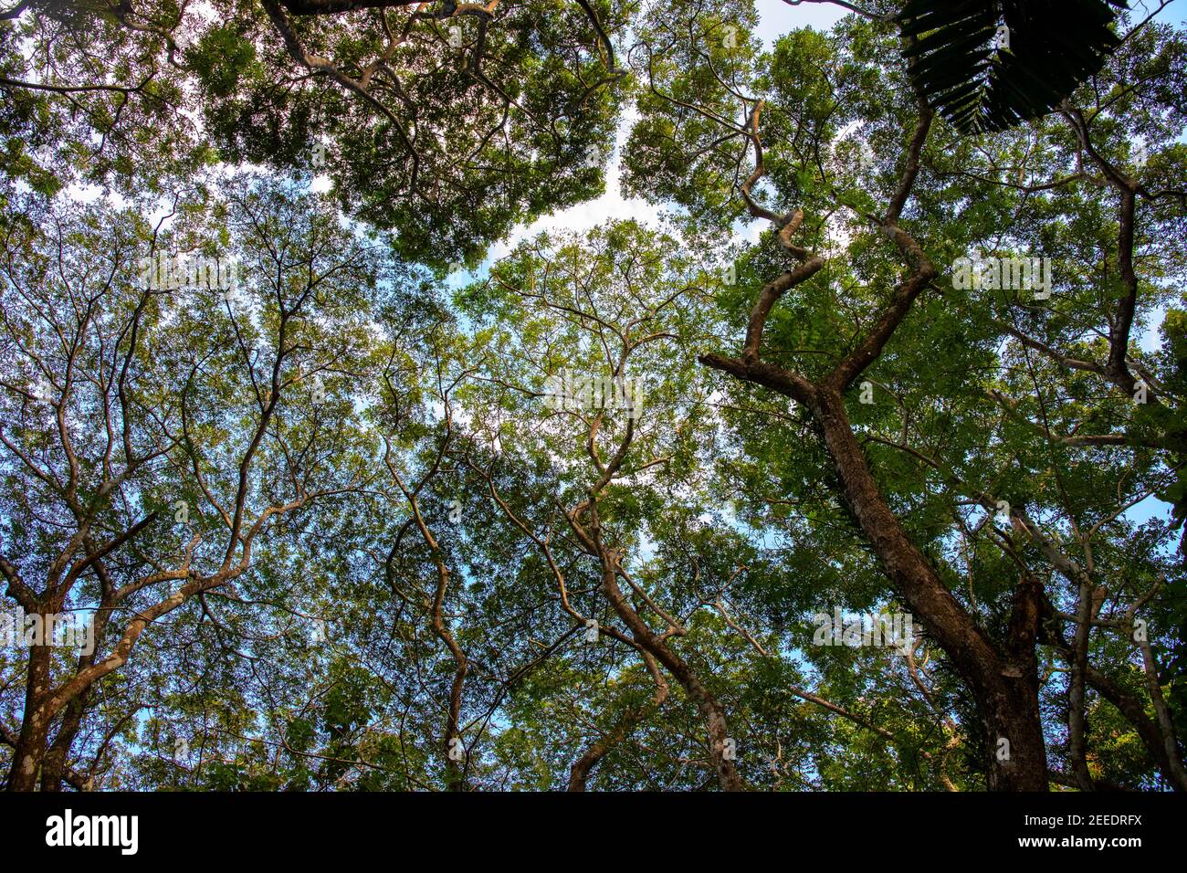 Big tree crown on cloudy sky background. Old tropical forest foliage ...