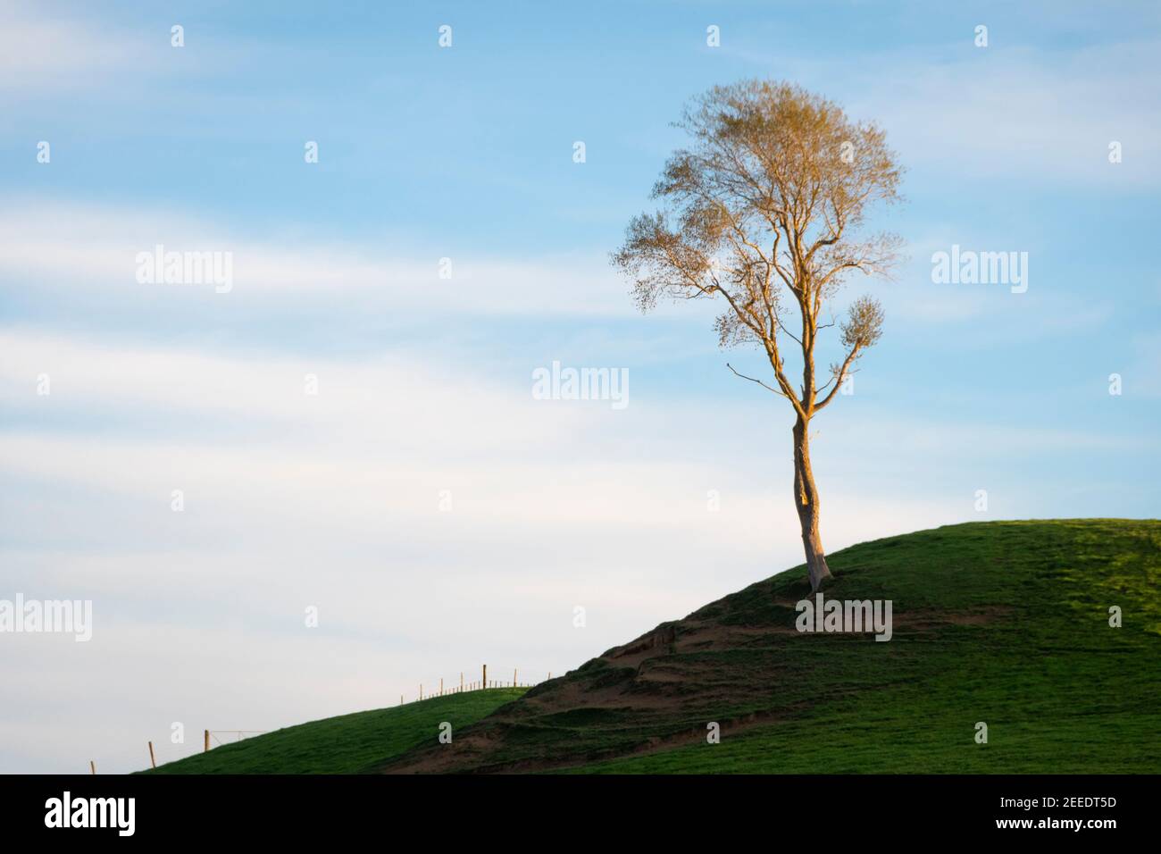 Ohakuni hi-res stock photography and images - Alamy