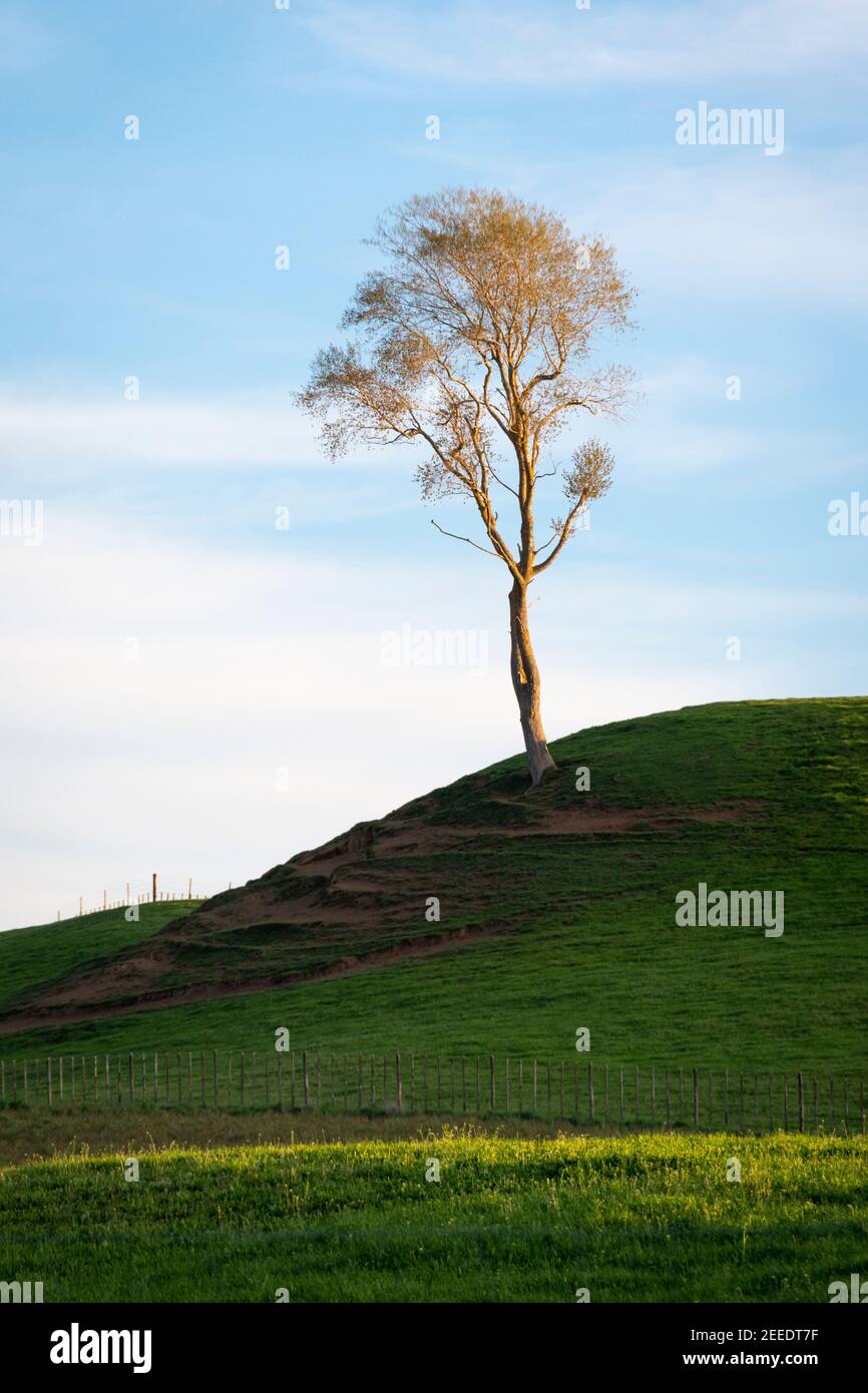 Ohakuni hi-res stock photography and images - Alamy