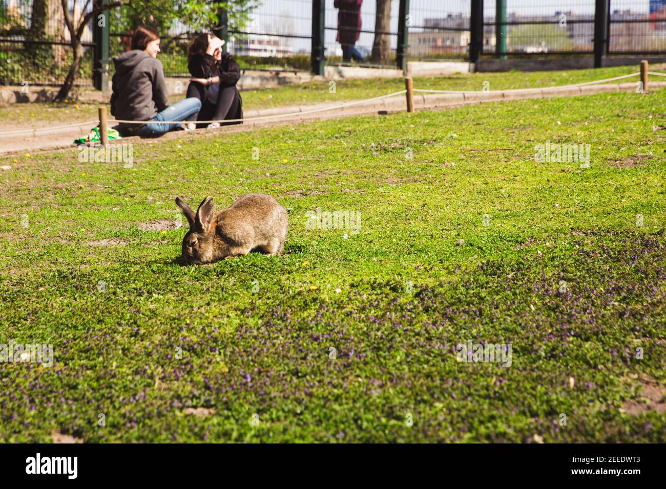 Cute wild bunny rabbits in zoo, Margaret Island, Budapest, Hungary ...