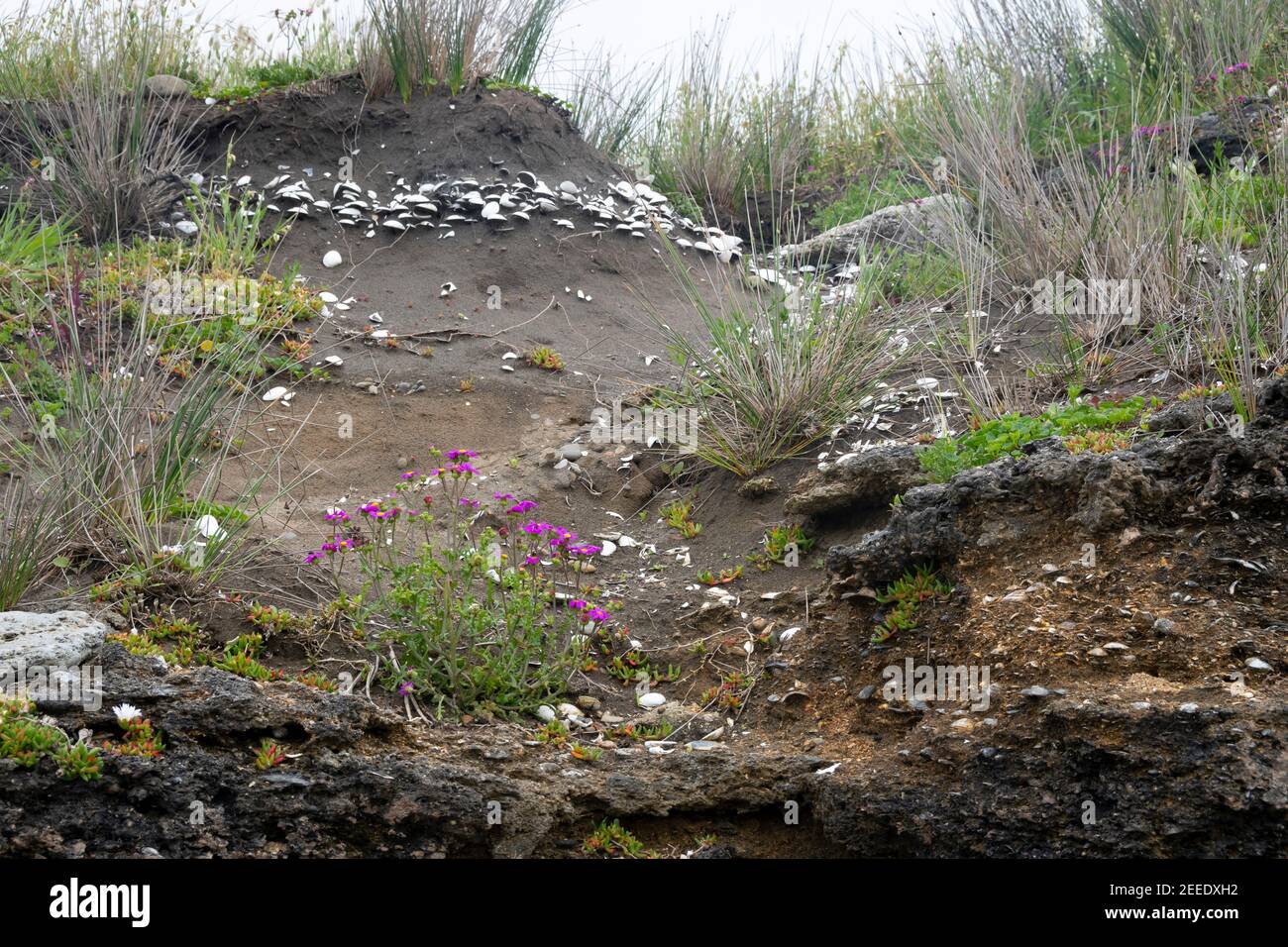 Midden in cliffs beside Waiinu Beach, near Wanganui, North Island, New ...