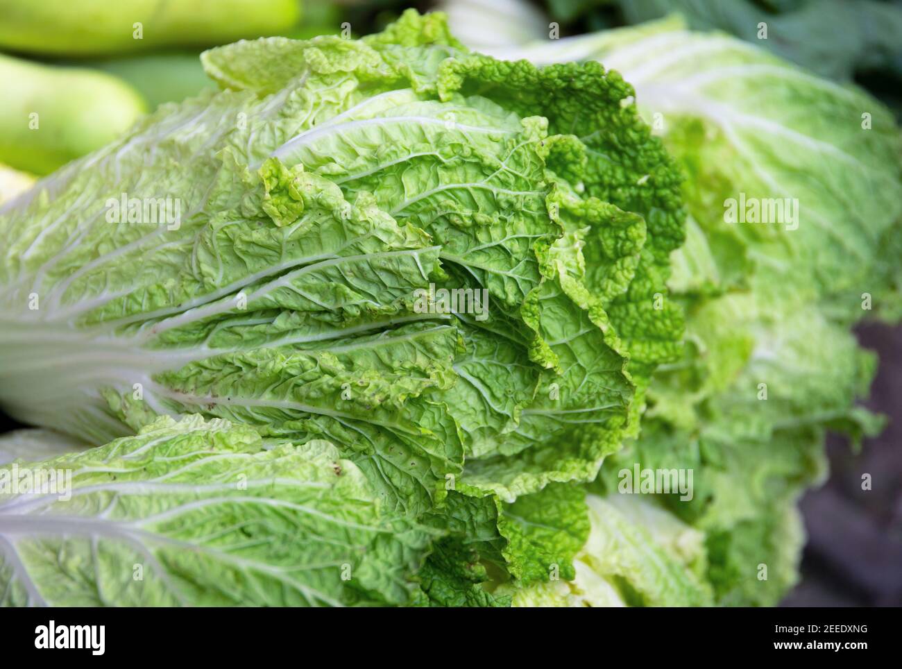 Chinese lettuce leaf closeup. Fresh green vegetable photo. Cabbage ...