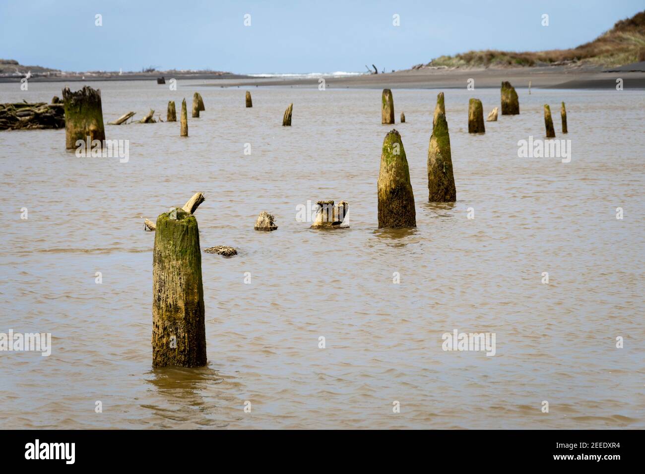 Drowned tree hi-res stock photography and images - Alamy