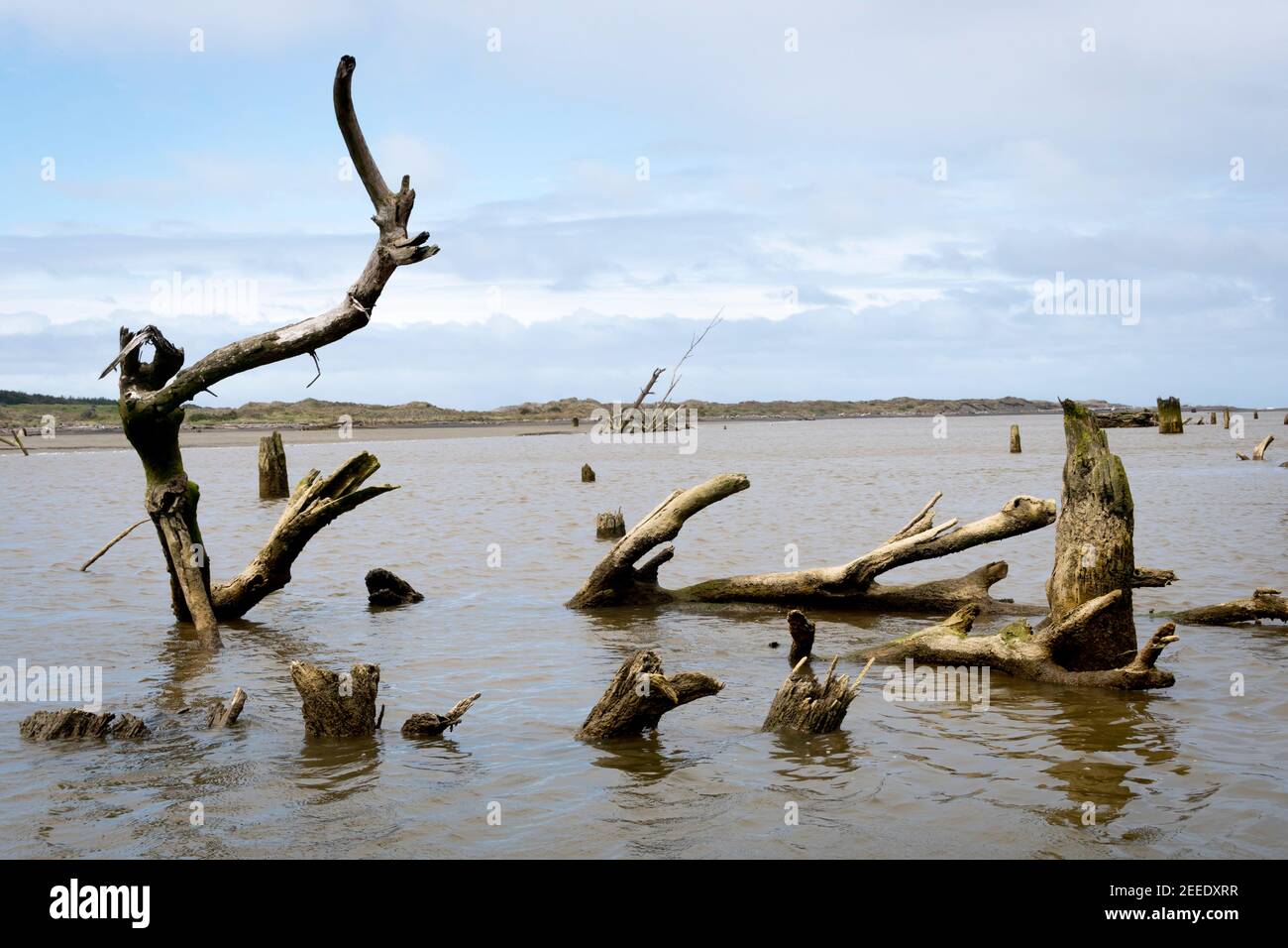 Drowned tree hi-res stock photography and images - Alamy