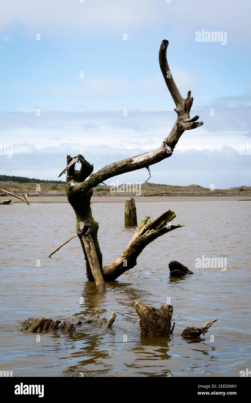 Drowned tree hi-res stock photography and images - Alamy