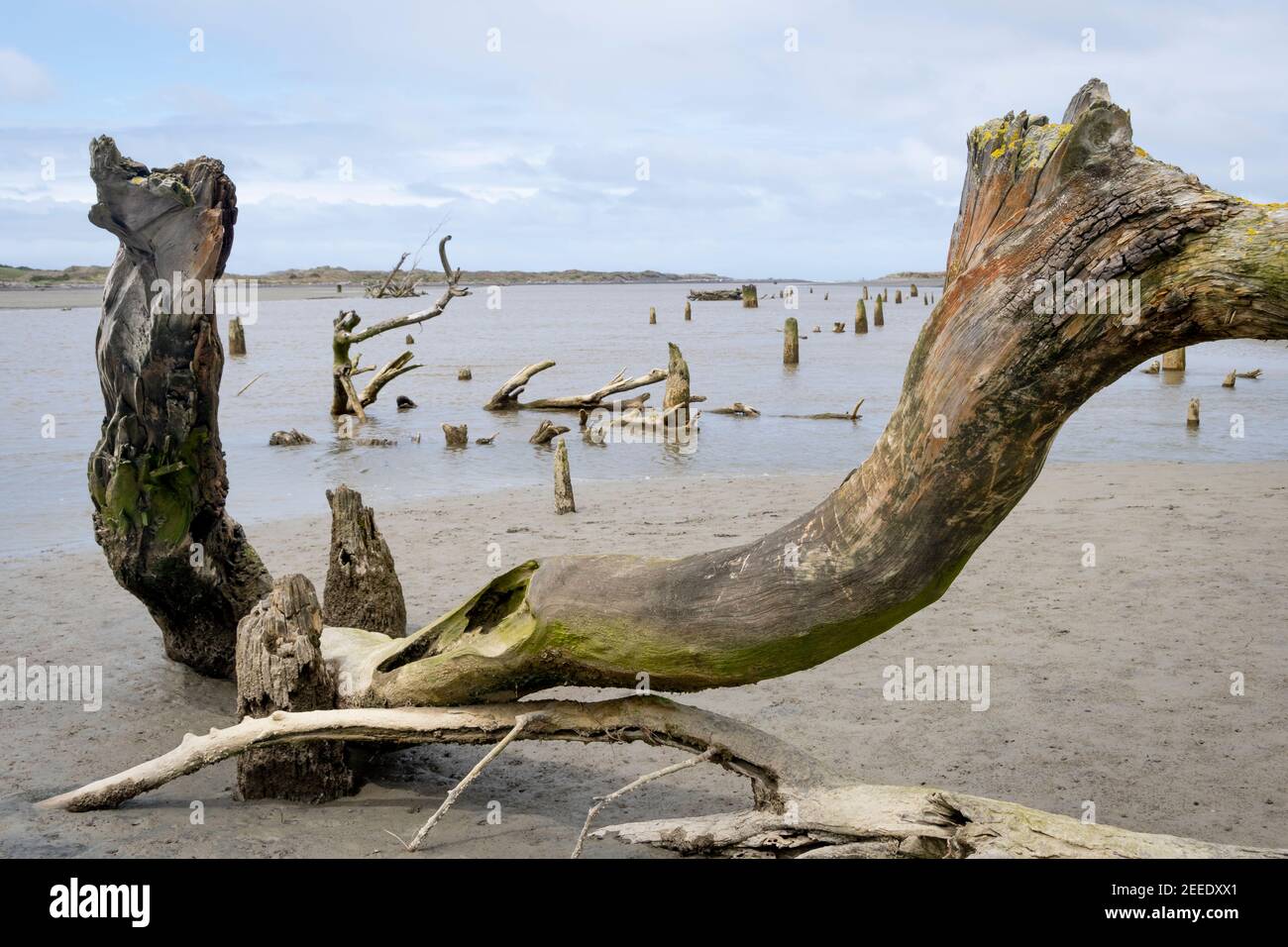 Drowning tree hi-res stock photography and images - Alamy