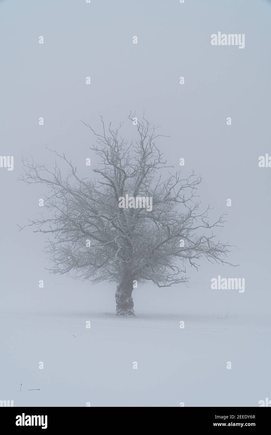 Foggy tree hi-res stock photography and images - Alamy