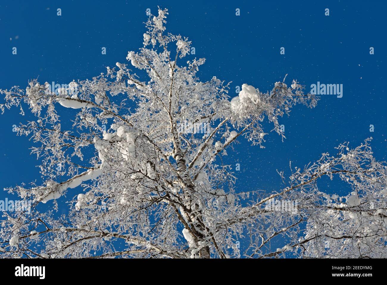 Frosty birch tree hi-res stock photography and images - Alamy