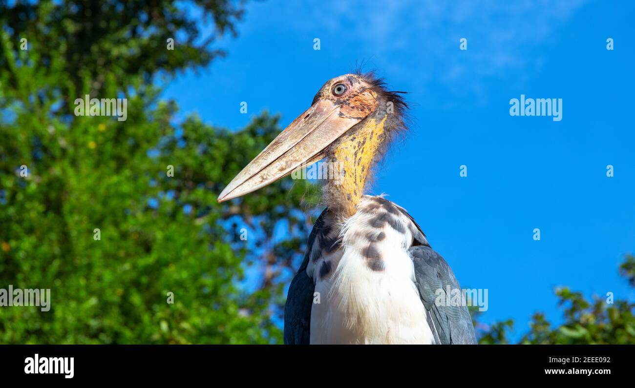 Marabou stork bird with long beak and bald head. African bird in zoo ...