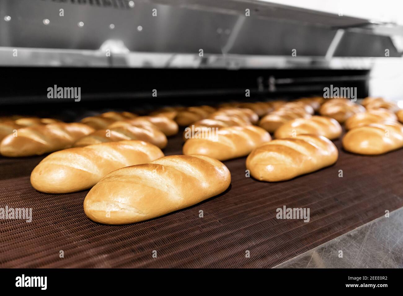 Baked breads on automatic production line bakery from hot oven Stock ...