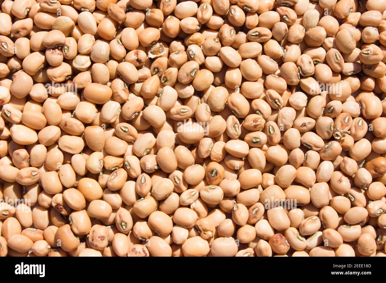 soy bean pattern Stock Photo - Alamy