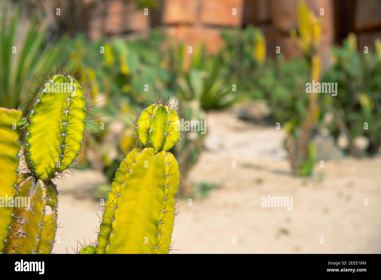Green and yellow cactus closeup with sand on background. Cactus in ...