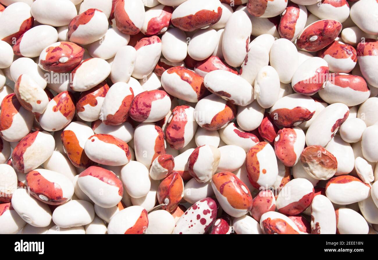 Kidney structure hi-res stock photography and images - Alamy