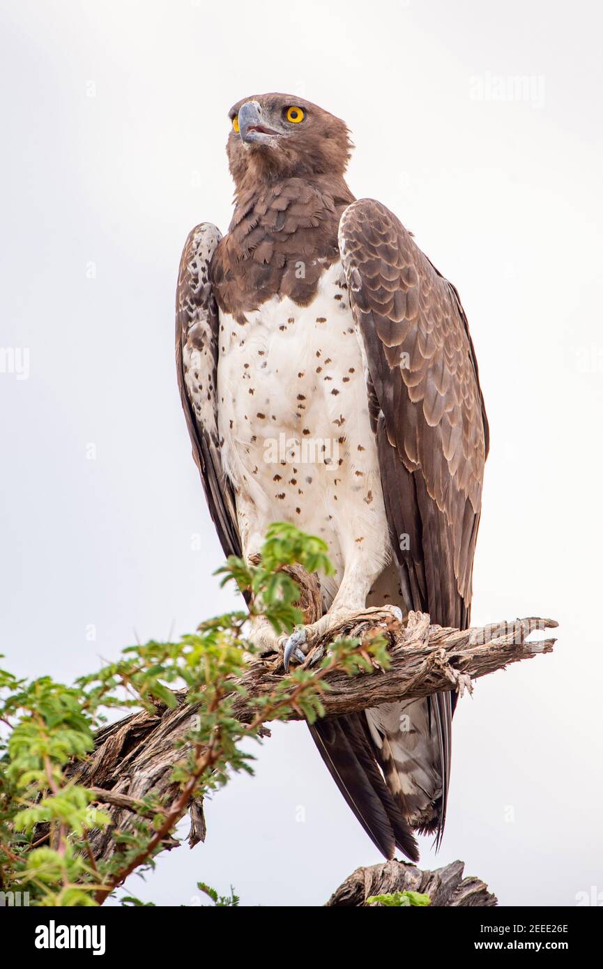 Largest bird of prey hi-res stock photography and images - Alamy