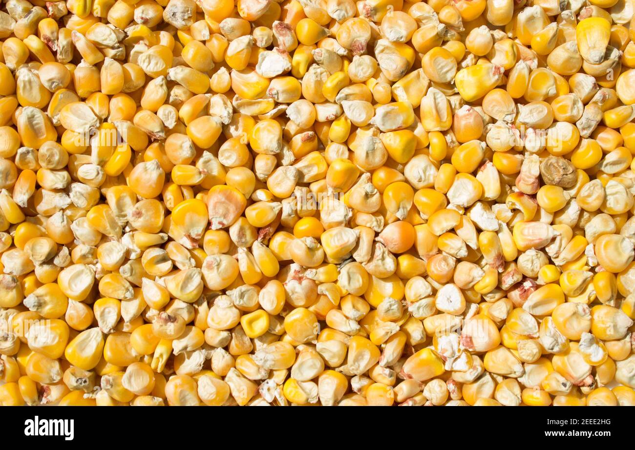 Corn seed texture hi-res stock photography and images - Alamy