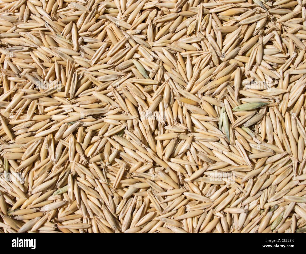 oats as a background Stock Photo - Alamy