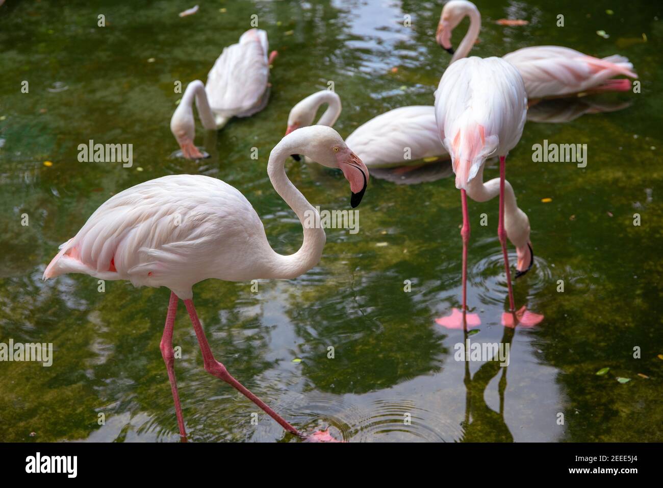 Pink flamingo birds in green water. Beautiful tropical nature photo ...