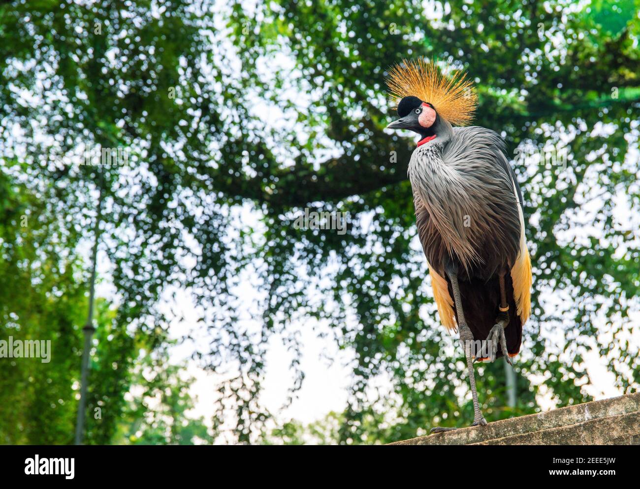 Grey Crowned Crane with golden crest on green tree background. Tropical ...